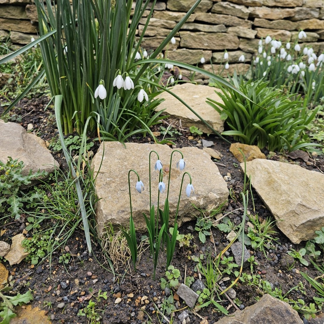 Snowdrop - Handcrafted metal Snowdrop