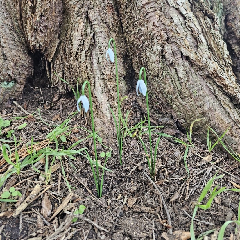 Snowdrop - Handcrafted metal Snowdrop